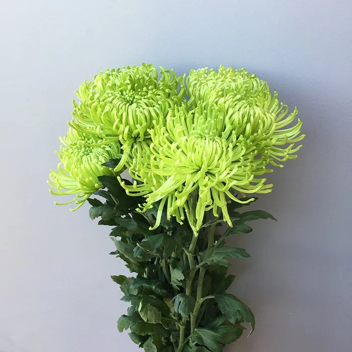 Wholesale Spider Mums DIY Flower Mart Orlando FL
